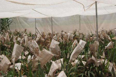 What you need to know about crop modification - ERA ENVIRONNEMENT